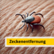 Zeckenentfernung beim Kind - Erste Hilfe am Kind